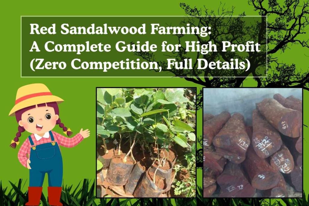 Red Sandalwood Farming Guide 2025 | High Profit Crop for Farmer